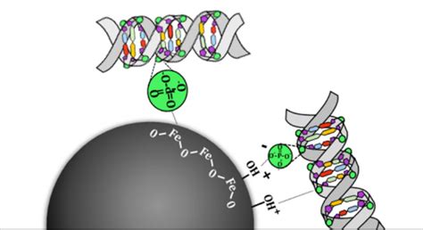 Rapid Nucleic Acid Extraction Using Magnetic Beads Cd Bioparticles