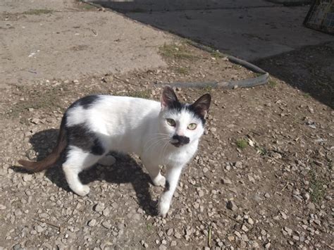 В добрые руки отдаются коты котята и кошки Возраста от 4 месяцев и до 3 х лет Также есть уже