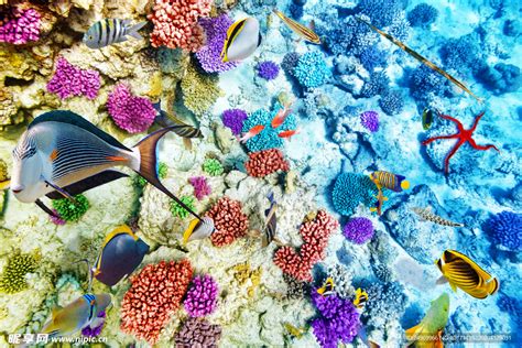 海洋世界摄影图 海洋生物 生物世界 摄影图库 昵图网