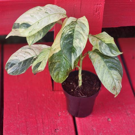 Rhaphidophora Puberula Variegata Fiores Aroids