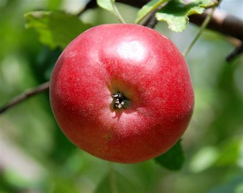 Premium Photo Red Apple On A Tree