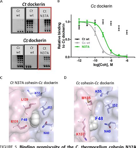 Figure 1 From Crucial Roles Of Single Residues In Binding Affinity Specificity And Promiscuity