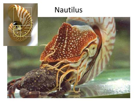 Ppt Mollusks Powerpoint Presentation Free Download Id2201252