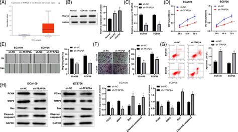 Tfap2a Silencing Inhibits The Proliferation Migration And Invasion