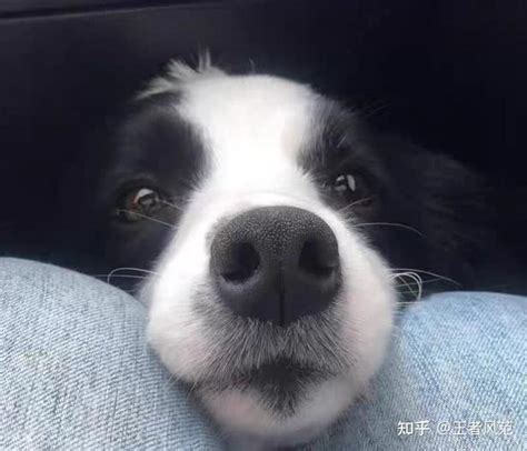 狗狗晕车呕吐怎么办？ 知乎
