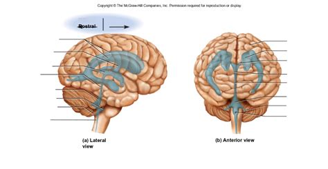 Ventricles Fluid Diagram Quizlet