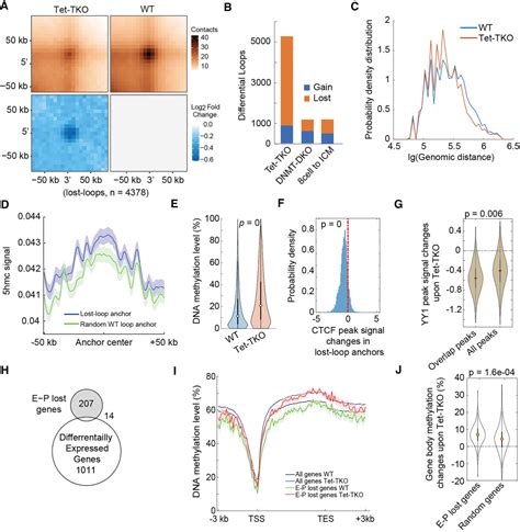 Figure 4 From Tet Mediated Dna Methylation Dynamics Affect Chromosome