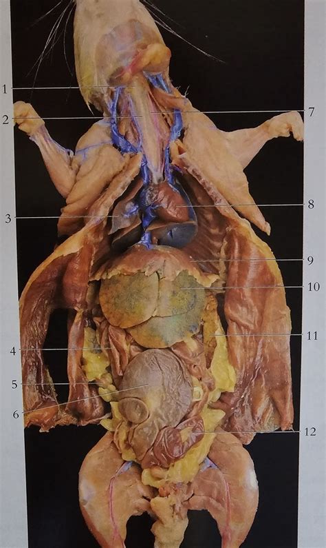 Biology Lab Rat Diagram Quizlet
