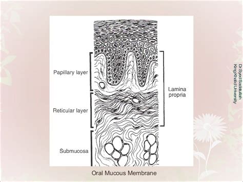 Oral Mucous Membrane