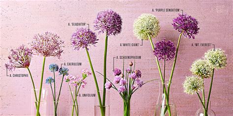 Allium Plant Bin3aiah Plants