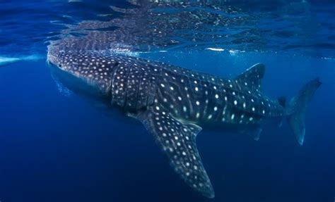 Largest Fish Ever Found In The Pacific A 60 Foot Giant That Will