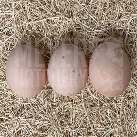Buff Brahma Hatching Eggs Currently Unavailable