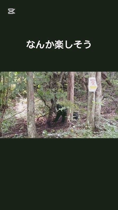 ある日、森の中、クマさんに出会った Youtube