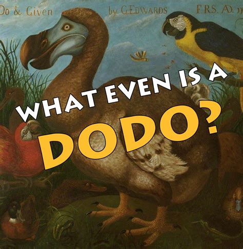 What Even Is A Dodo The Bristol Dinosaur Project