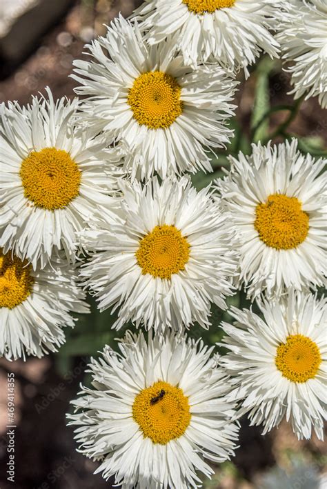 Shasta Daisy Stock Photo Adobe Stock