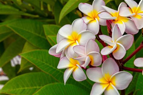 Plants That Prefers Full Sun Ask The Experts Lee Rowans Gardenworld