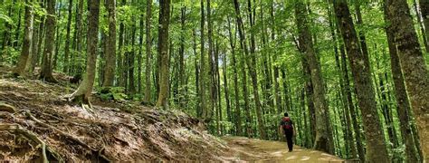 How Small And Medium Forest Enterprises Can Plan Multi Use Forest Management