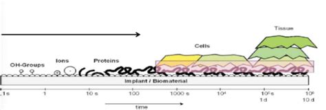 Cell Material Interaction I Proteins Cells And Tissue Flashcards
