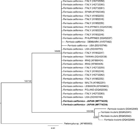 Bayesian Phylogram Majority Rule Consensus Tree Of Ferrissia Spp