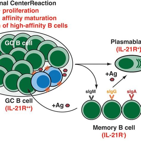 T‐cell Dependent B‐cell Activation And Differentiation In Secondary