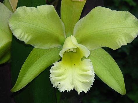Green Orchid Photograph By Paul Slebodnick Fine Art America