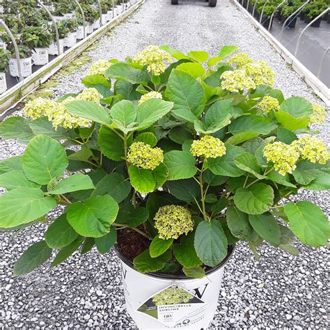 Invincibelle Sublime™ Smooth Hydrangea Grown By Overdevest