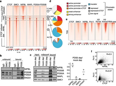 Genomic Distribution Of Cohesin And Associated Factors A Heatmaps Download Scientific Diagram