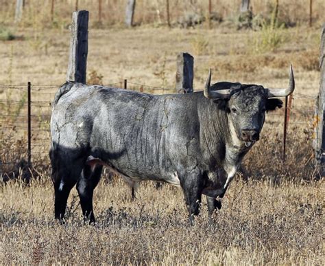 EL TORO Para Info Haz Clic Los Sabios Del Toreo
