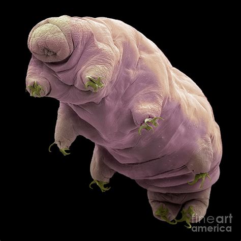 Tardigrade 15 By Science Photo Library