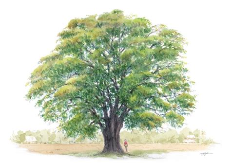 How To Draw An Oak Tree Step By Step Drawing Guide By