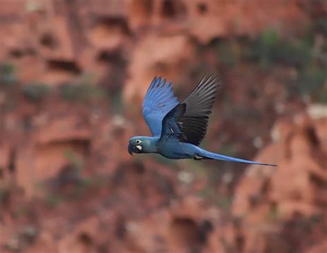 AmeaÇada De ExtinÇÃo Arara Azul De Lear Vira SÍmbolo Do Turismo De