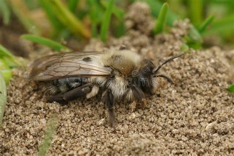 Natural Closeup On A Grey Mining Bee Andrena Vaga Stock Image Image