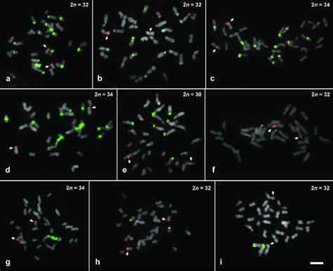 Fluorescent In Situ Hybridization Of 35s Green And 5s Rdna Red On