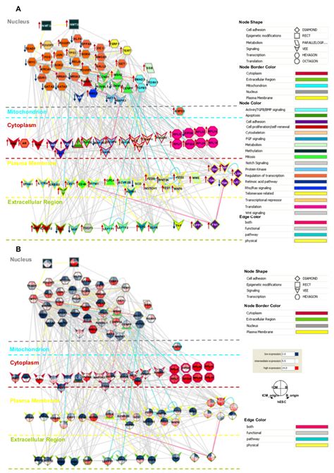 Defining The Genomic Signature Of Totipotency And Pluripotency During Early Human Development