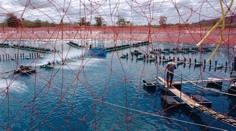 Is The Fungal Pathogen Ehp Now The Key Health Concern For Asian Shrimp
