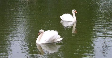 Mute Swan Cygnus Olor 혹고니백조 Pair Display Full Image
