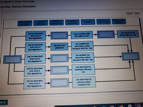 Mastering Nutrient Absorption A Simple Concept Map
