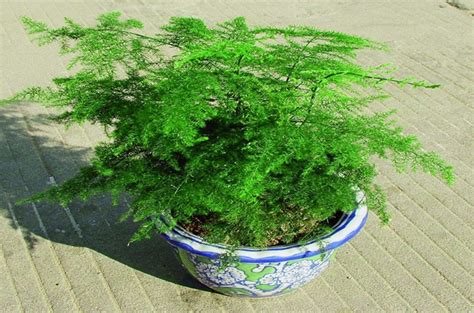 雲松葉子發黃怎麼辦 蘭亭花集