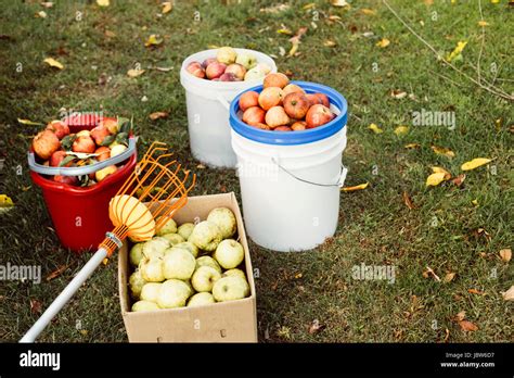 Buckets And Box Of Fresh Picked Apples On Grass With Fruit Picker Tool