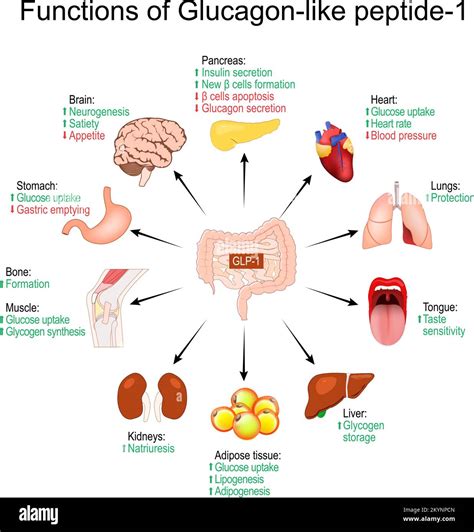 Functions Of Glucagon Like Peptide 1 Weight Loss Glp 1 Treatment Of