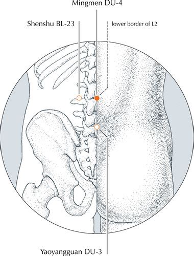 LUMBAR AND HIP POINTS TNT COMMONLY USED Flashcards Quizlet