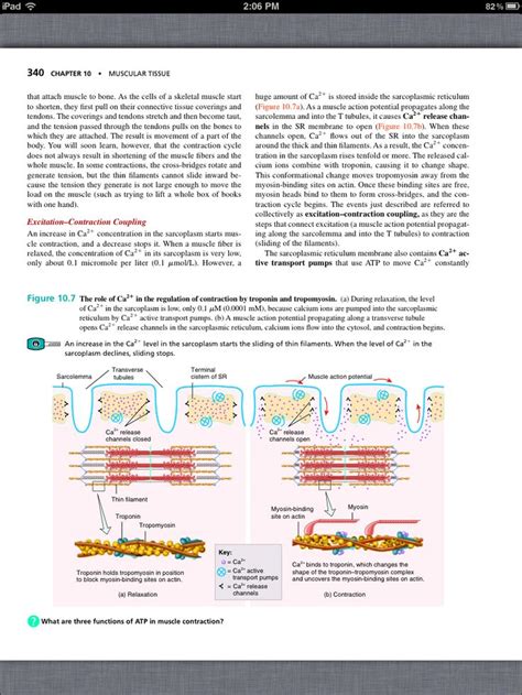 Pin On Chapter Muscular Tissue