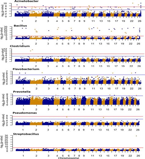 Manhattan Plot Showing Log Scale P Values Y Axis Of SNPs Associated Download Scientific