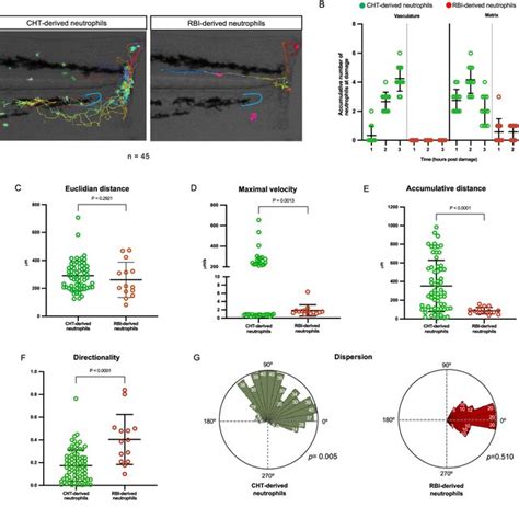Migration Dynamic Of Rbi Derived And Cht Derived Neutrophils During