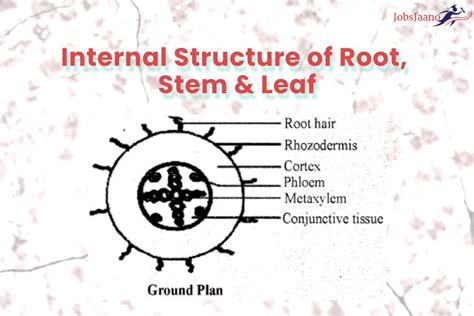 Internal Structure Of Root Mcqs Roots Questions Jobsjaano