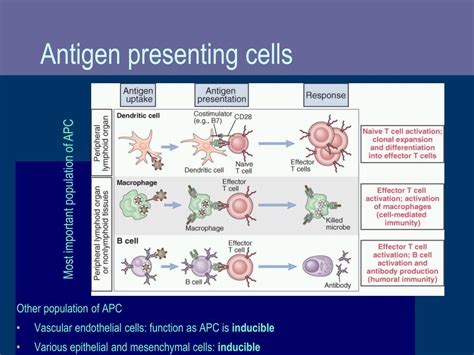 Ppt Hla And Antigen Presentation Powerpoint Presentation Free