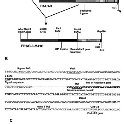 Schematic Diagram For The Construction Of The Chimeric S Gene And