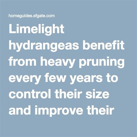 How To Prune Limelight Hydrangeas