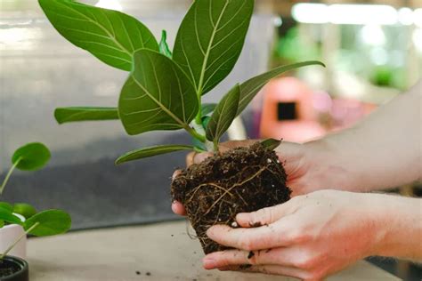 El Respeto Al Medio Ambiente En Los Niños Euroinnova