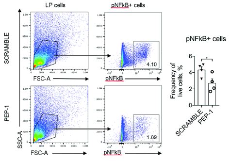 Pep 1 Reduces P65 Nf κb Phosphorylation In Leukocytes Infiltrating The